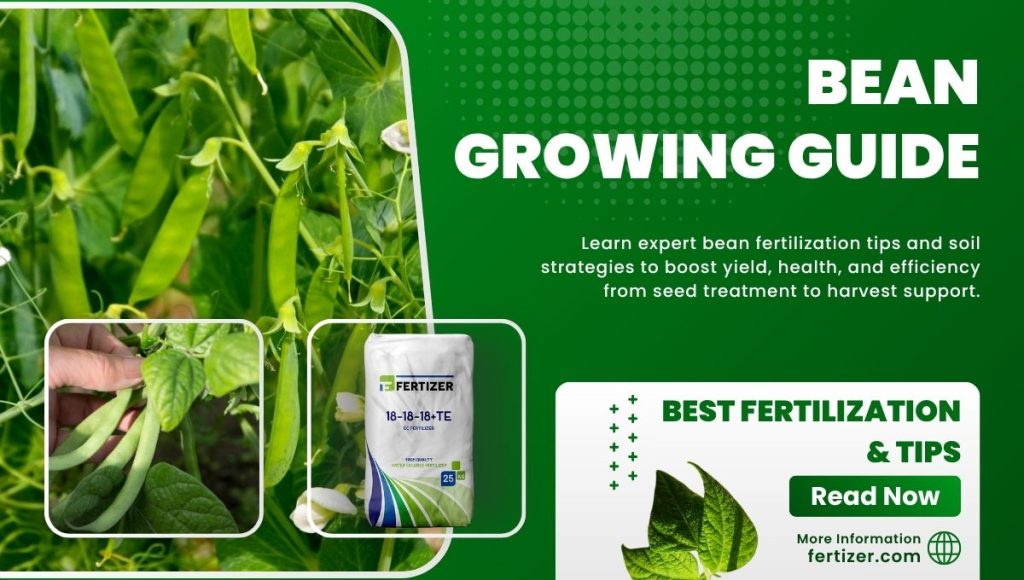 Bean Fertilization Guide - Maximize Yield & Plant Health