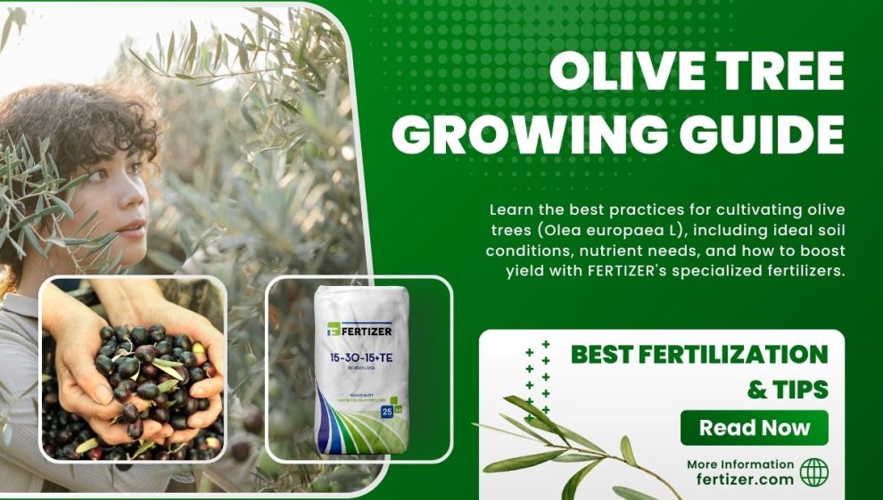 Olive Trees Growing Guide - Soil Needs & Fertilization Tips